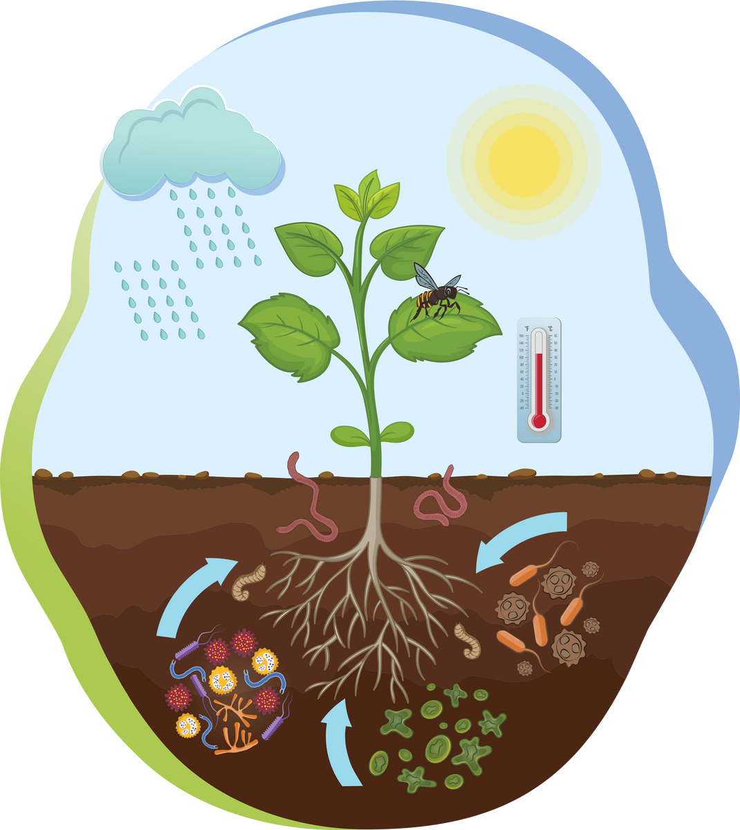Quad Nutro | The Mobility of Vital Plant Nutrients: Explained